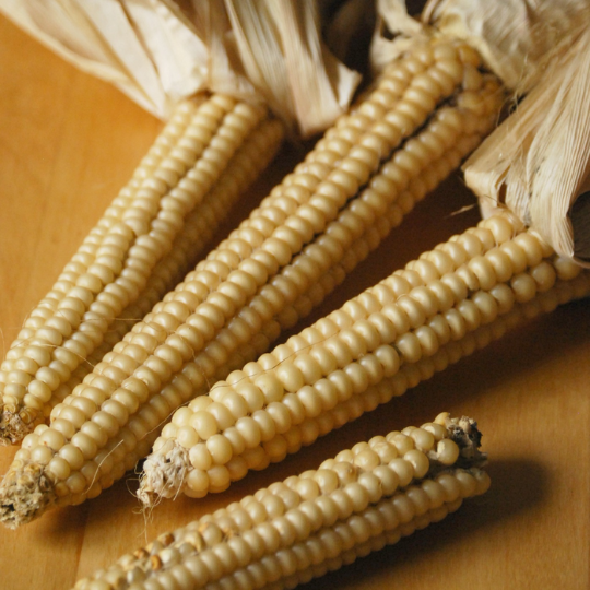 Canadian White Corn (Zea mays) | Terre promise